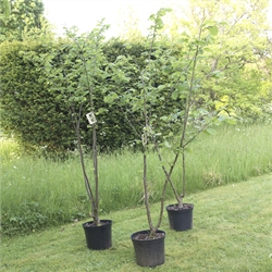 Purple Filbert | Kentish Cobnut Trees | The Walnut Tree Co.