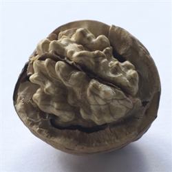 Broadview | Walnut Tree | The Walnut Tree Company